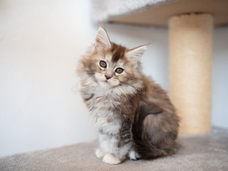 Cute Maine Coon Kitten at Home. Stock Photo - Image of ears, large ...