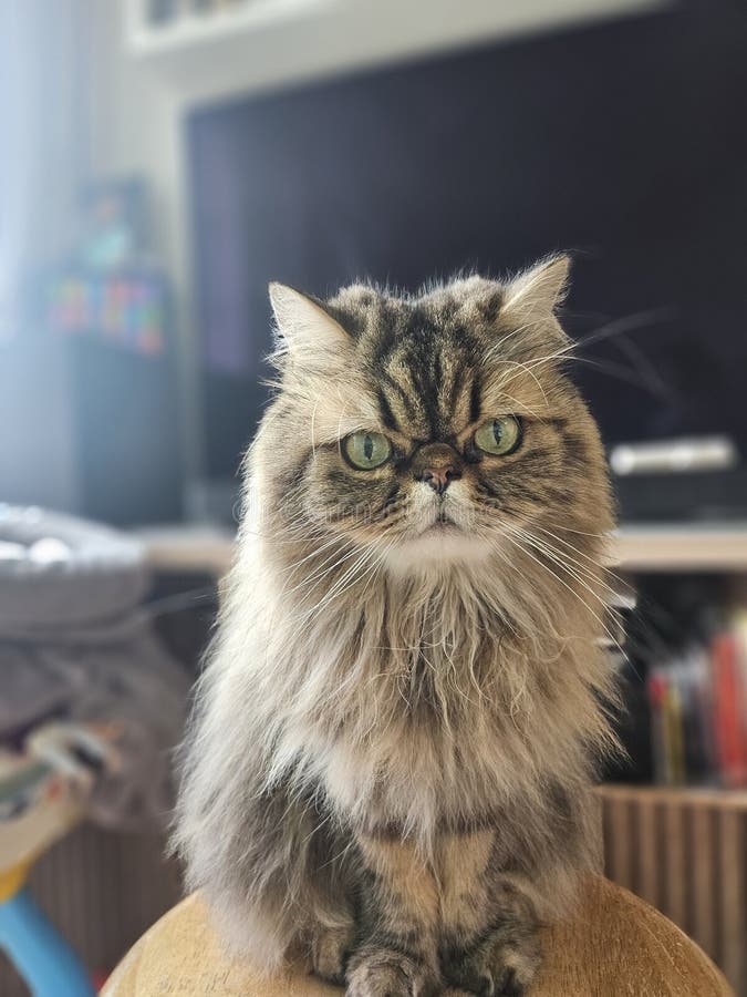 Cute Male Cat with Thick Fur Looking at Cameraman Stock Image - Image ...