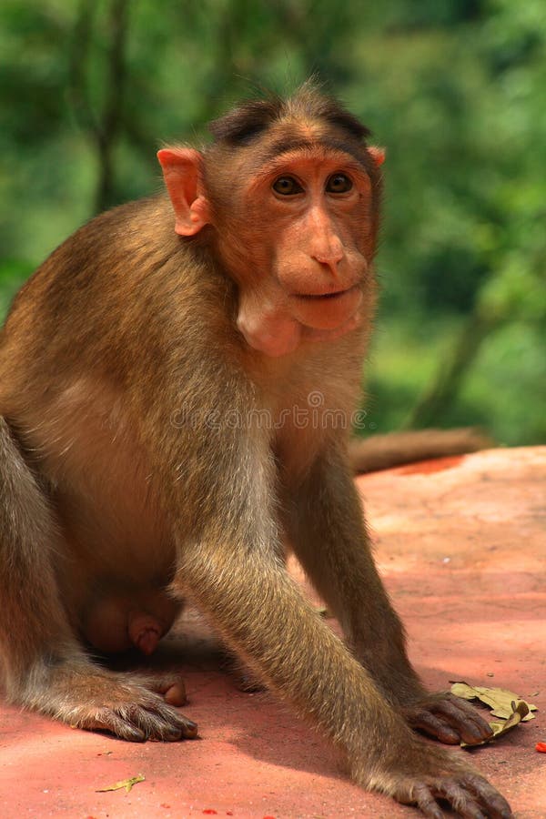 Male Monkey Erection stock photo. Image of walking, brown - 103233268