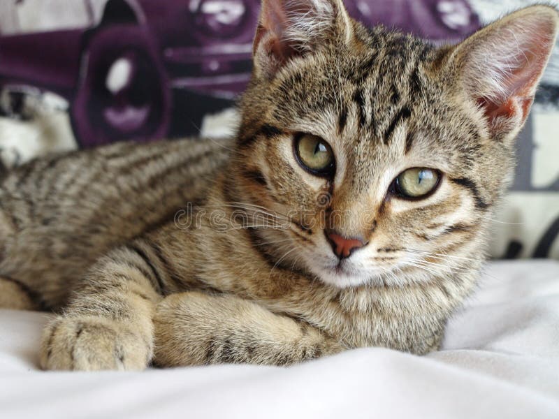 Cute male Tabby kitten stock photo. Image of tabby, male - 193614926