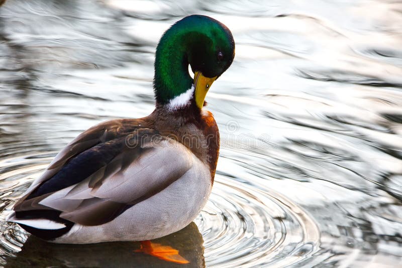 Cute mallard stock image. Image of duck, wings, beak - 51508259