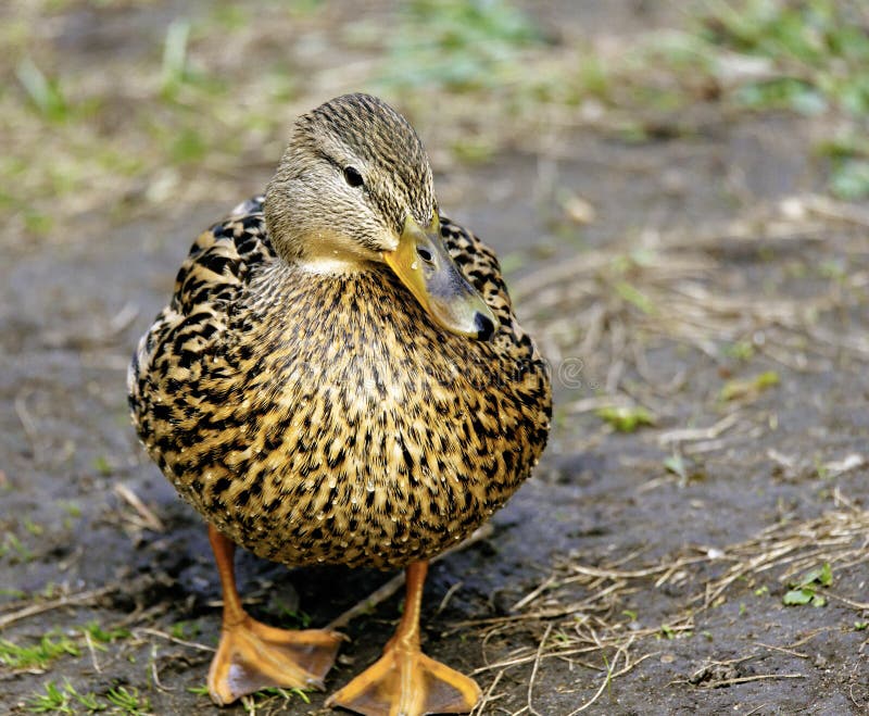 Cute mallard stock photo. Image of bird, wings, ducky - 52292290