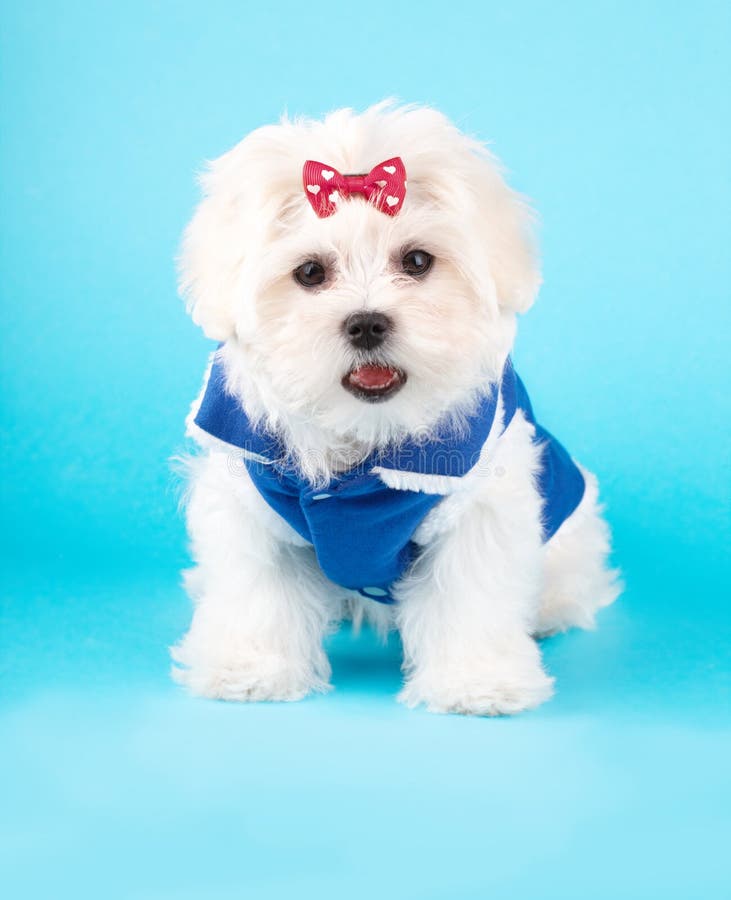 Cute Maltese stock image. Image of cloth, alert, animal - 25159463