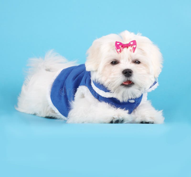 Cute Maltese stock photo. Image of adorable, creature - 25159478