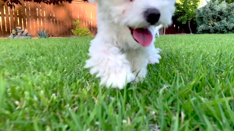 Cute Maltese Puppies Running Playfully Slow Motion in the Grass. Stock ...