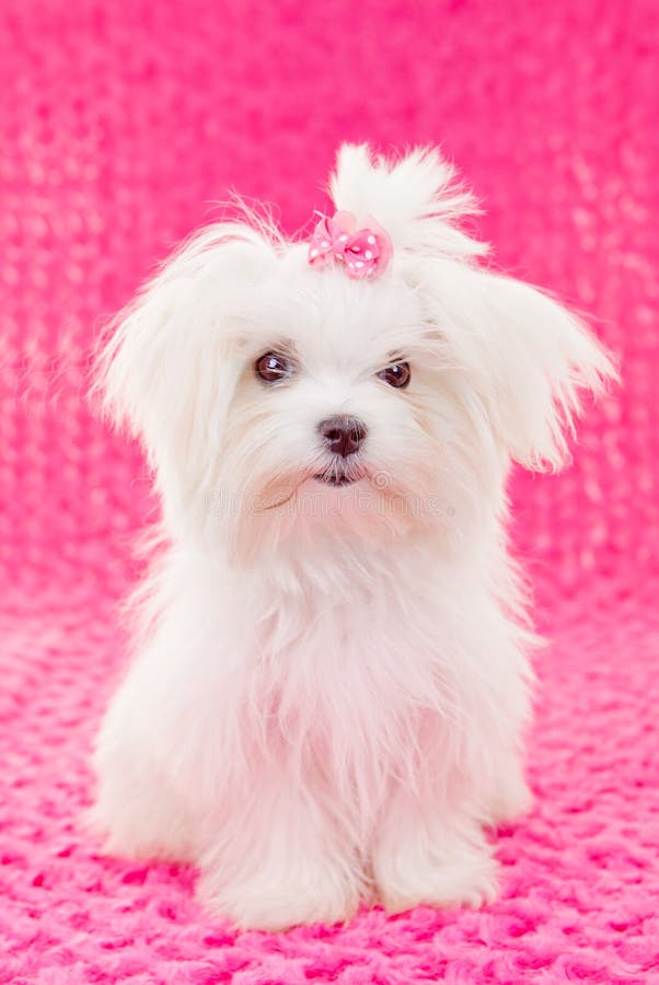 Cute maltese puppy dog stock photo. Image of canine, background - 29409488