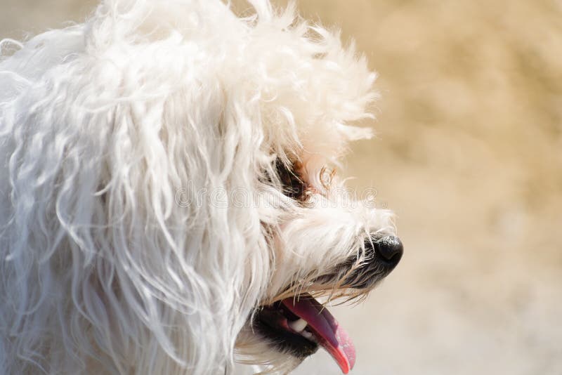 Maltese Puppy Dog is Hiding on Grass Behind Flowers Stock Photo - Image ...