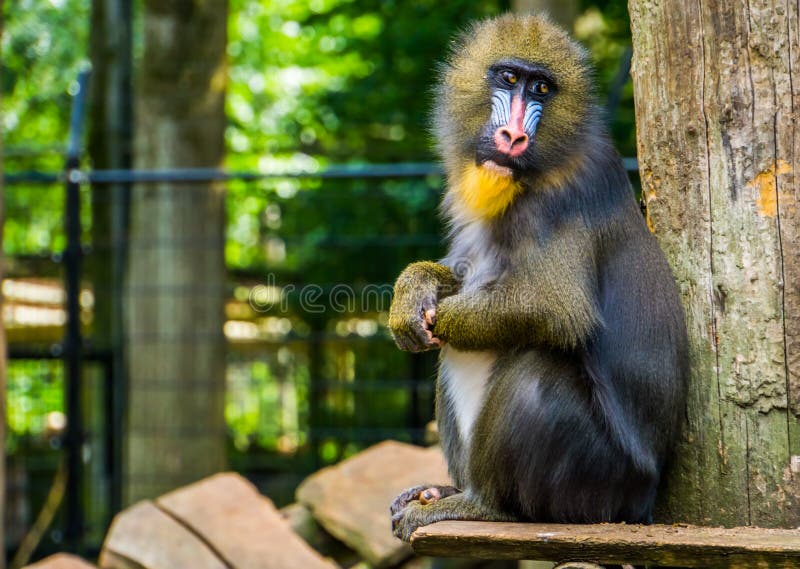 Mandrills Female Stock Photos - Free & Royalty-Free Stock Photos from ...
