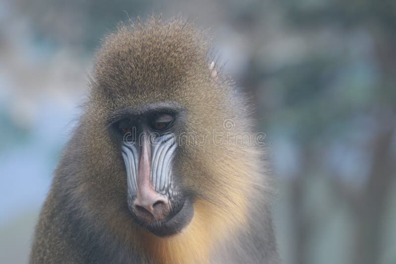 Close up Mandrill Monkey stock photo. Image of monkey - 166252354