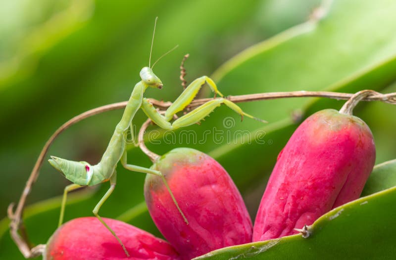 Cute Mantis Insect on Nature Background Stock Image - Image of macro ...