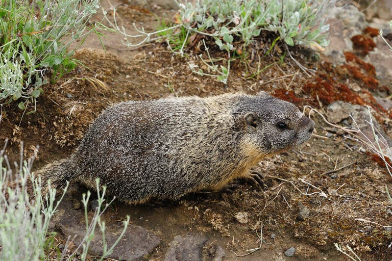 A Cute Marmot Evrazhka at Tolbachik Volcano in Kamchatka in Russia ...