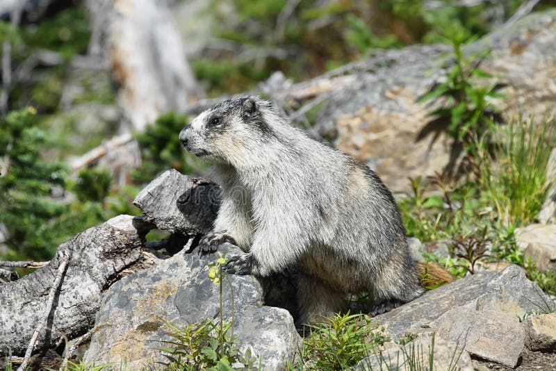 Cute Marmot in Glacier National Park Stock Image - Image of cute ...