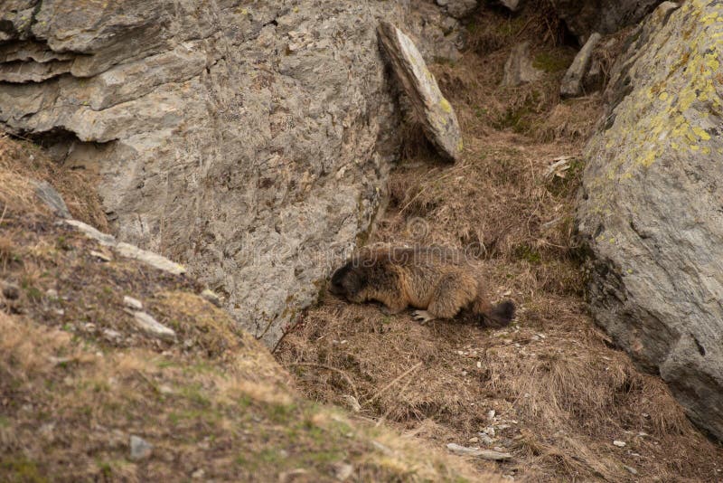 Cute marmot on a mountain stock photo. Image of alps - 285407204