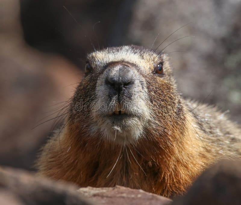 Marmot in meadow stock image. Image of claws, field, grounddog - 16541509