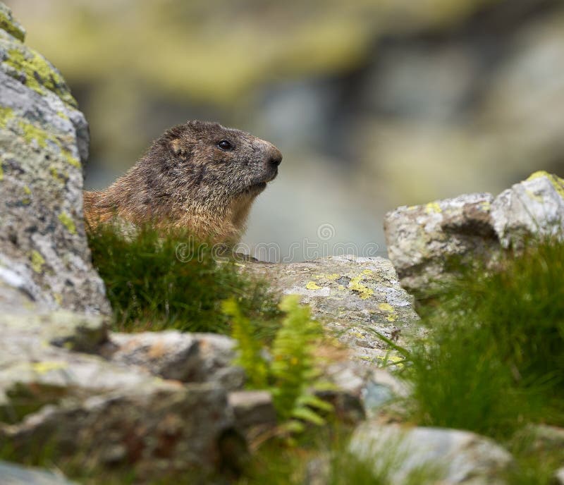 Cute marmot in the wild stock image. Image of outdoors - 192521861