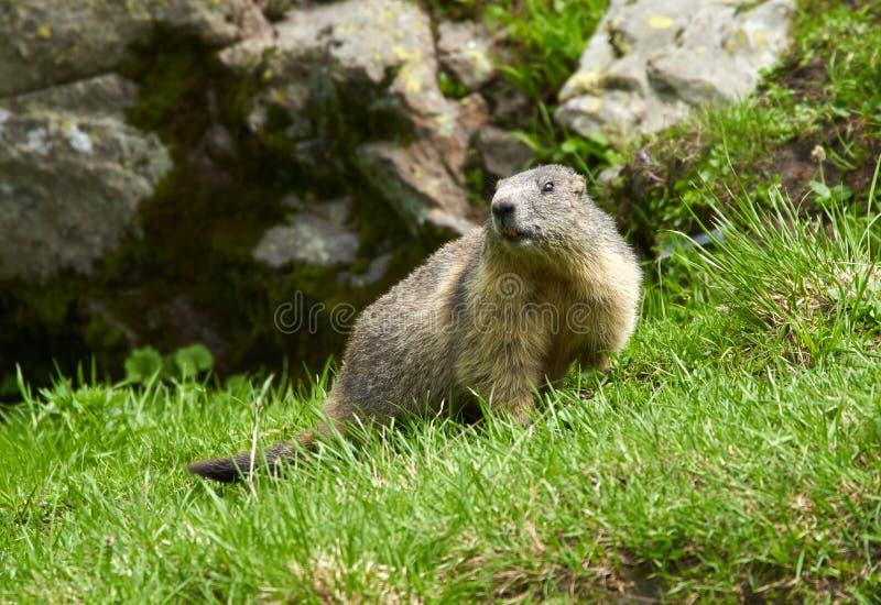 Cute marmot in the wild stock image. Image of lookout - 192521881