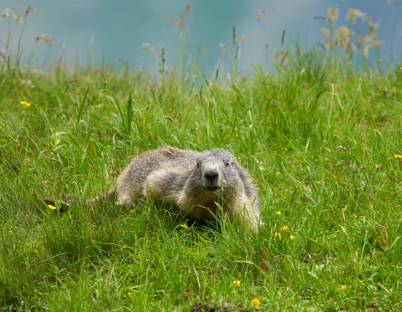 Cute marmot in the wild stock image. Image of lookout - 192521881