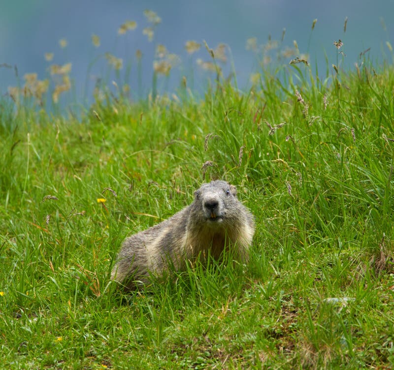 Cute marmot in the wild stock image. Image of head, animal - 192521903