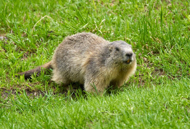 Cute marmot in the wild stock image. Image of lookout - 192521881