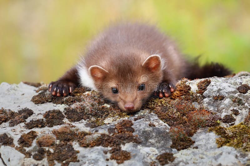 Cute marten lying stock image. Image of wildlife, small - 74971089