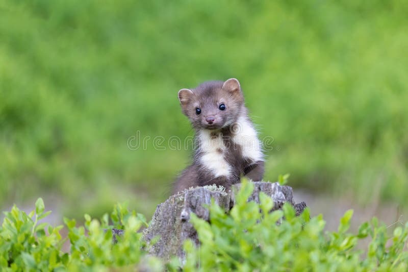 Cute Marten is Standing in the Moss Stock Image - Image of wood ...