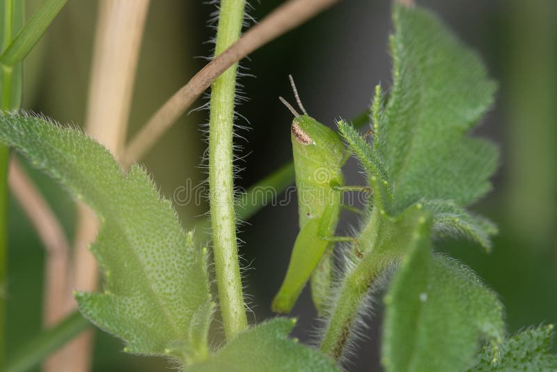 2,240 Grasshopper Cute Stock Photos - Free & Royalty-Free Stock Photos ...