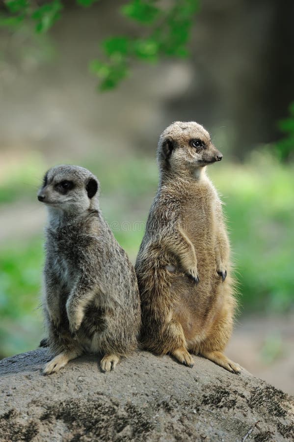 Cute meerkat stock photo. Image of young, outdoor, fauna - 11315498