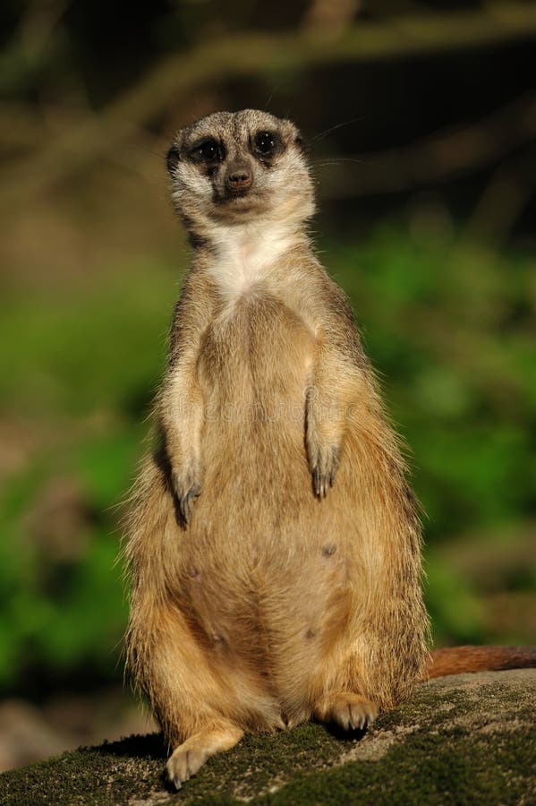 Cute meerkat stock photo. Image of squirrel, african - 11776846