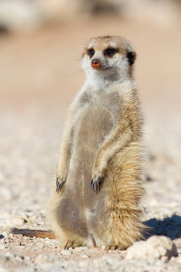 Cute meerkat stock image. Image of safari, uniform, animal - 26536625