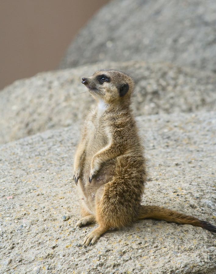 Meerkat Free Stock Photos & Pictures, Meerkat Royalty-Free and Public ...