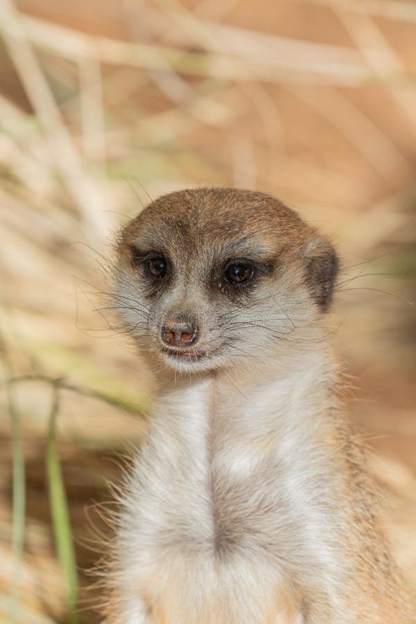 Cute Meerkat Close Up stock photo. Image of wildlife - 134403290