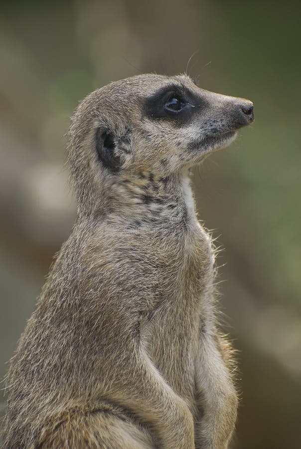 Meerkat stock image. Image of meerkat, creature, cute - 99178199