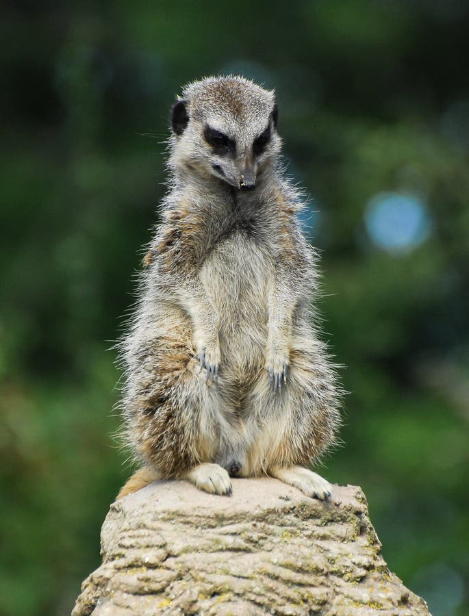 Cute meerkat looking stock image. Image of rock, stone - 125920149