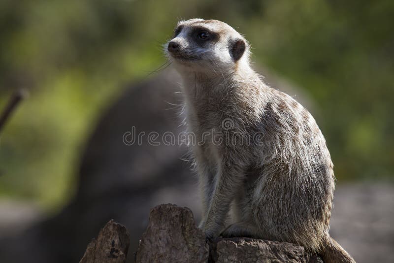 Cute meerkat stock photo. Image of suricate, suricata - 33431400