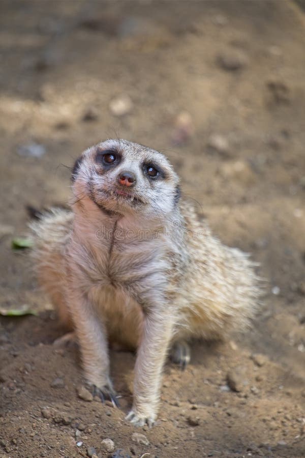 Cute Meerkat Sitting on the Ground Stock Photo - Image of small ...
