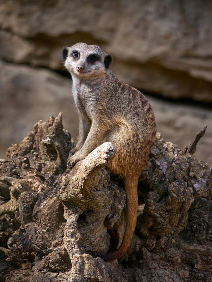 Cute Meerkat Sitting Relaxed and Looking at the Camera Stock Photo ...