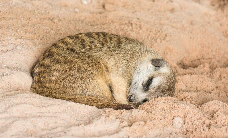 Cute Meerkat (Suricata Suricatta) Sleeping Stock Photo - Image of relax ...