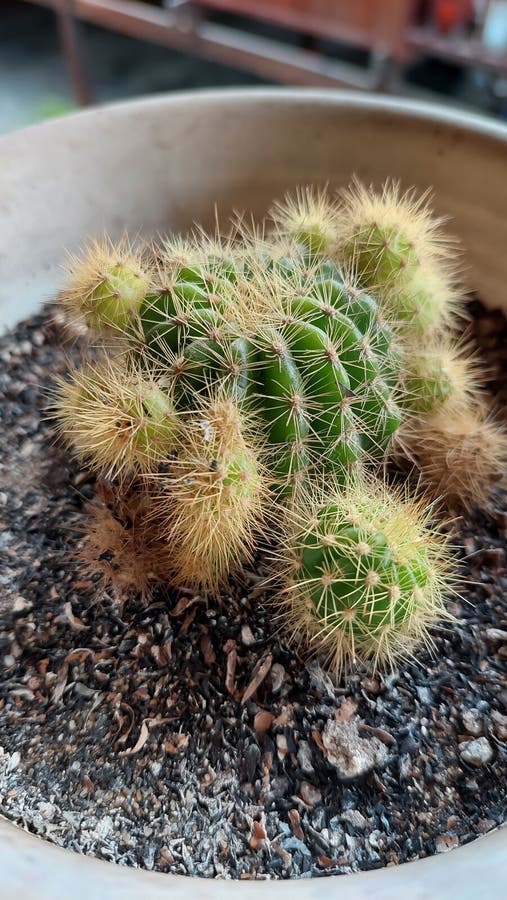 Cute Mini Cactus Flowers in a Pot Stock Photo - Image of wildflower ...