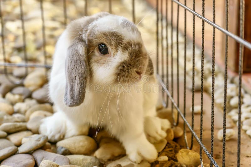 3,350 Rabbit Small Cage Stock Photos - Free & Royalty-Free Stock Photos ...
