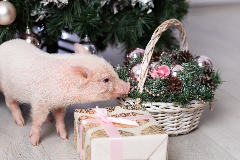 Cute mini pig and gift box stock photo. Image of relaxation - 165725984