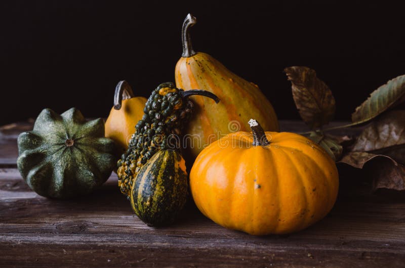 Cute Mini Pumpkins on Rustic Table. Stock Image - Image of beautiful ...