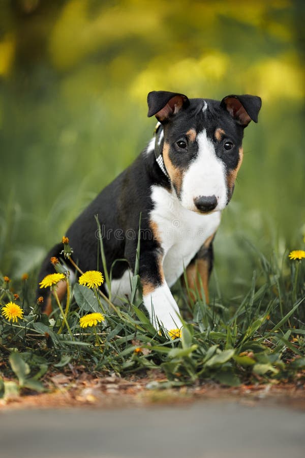 Cute Miniature Bull Terrier Puppy Sitting on Grass in Summer Stock ...