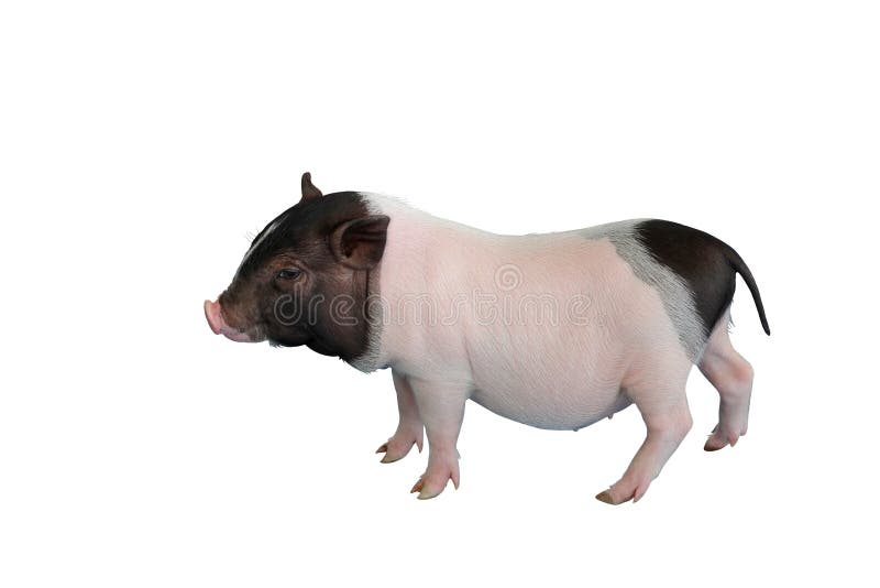 Cute Miniature Pig Isolated on White Background. Stock Photo - Image of ...