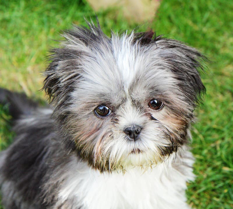 Shih Tzu Puppy Dog with Scarf Stock Photo - Image of details, young ...