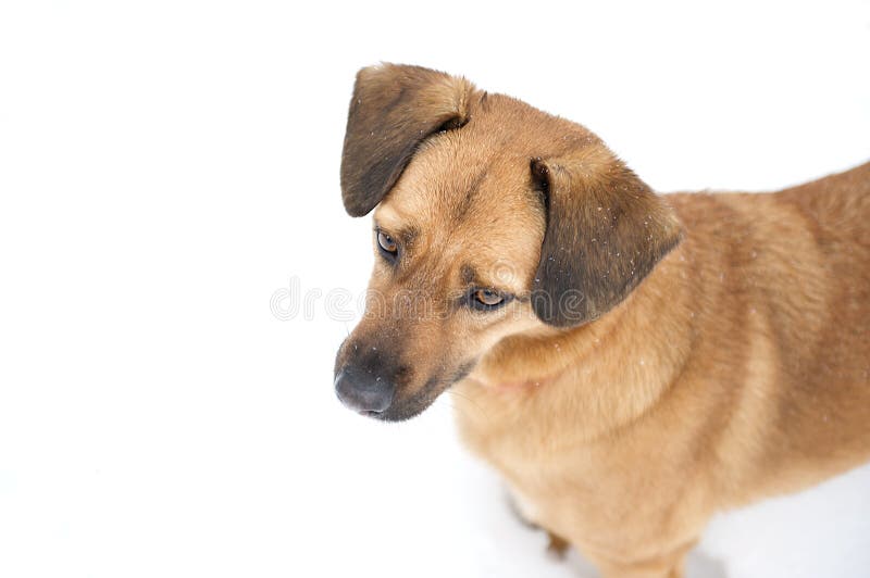 988 Snow Image One Afternoon Stock Photos - Free & Royalty-Free Stock ...