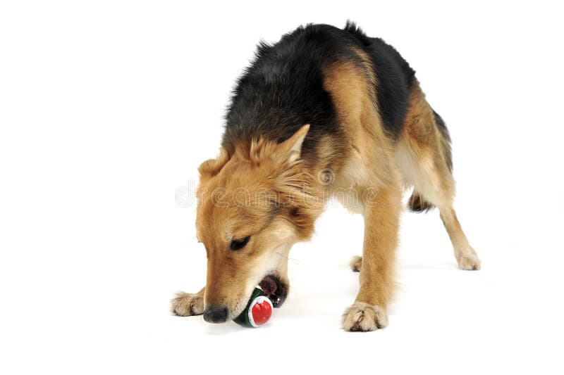 Cute Mixed Breed Dog Bite a Ball in White Studio Stock Image - Image of ...