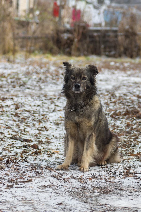 Cute Mixed-breed Dog daily Guarding Its Yard Stock Photo - Image of ...
