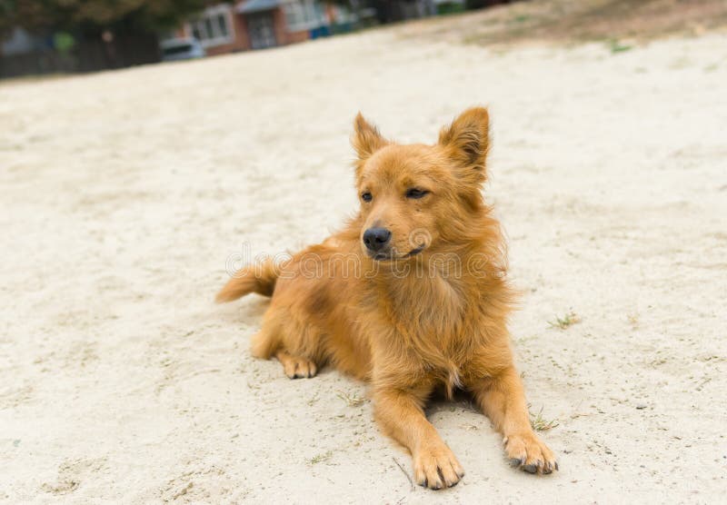 Cute Mixed Breed Dog Guarding Master Home Stock Photo - Image of animal ...