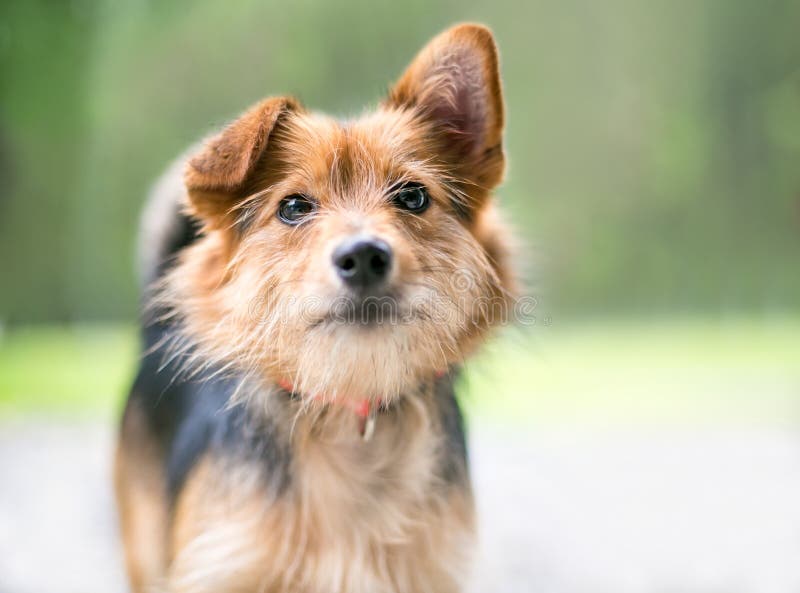 A Cute Mixed Breed Dog with One Straight Ear and One Folded Ear Stock ...