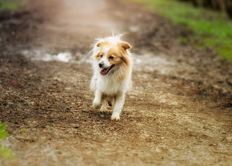 Cute Mixed Breed Dog Running on the Forest Road Stock Photo - Image of ...